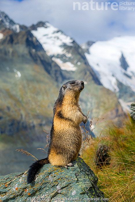 Stock photo of Alpine marmot (Marmota marmota) standing on hind legs ...