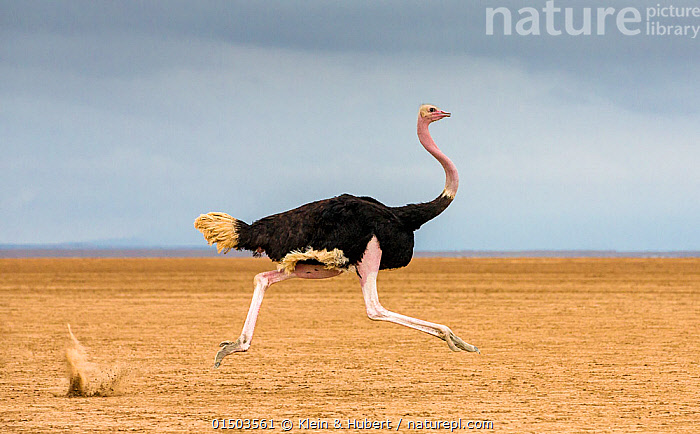 Stock photo of Male Ostrich (Struthio camelus massaicus) running, Kenya ...