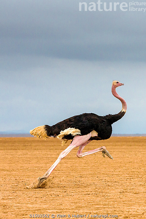 Stock photo of Male Ostrich (Struthio camelus massaicus) running, Kenya ...
