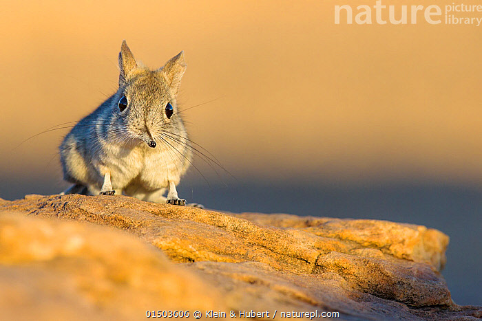 Stock photo of Eastern Rock elephant shrew (Elephantulus myurus ...