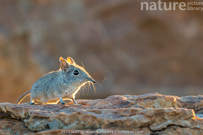 Stock photo of Eastern Rock elephant shrew (Elephantulus myurus) in ...