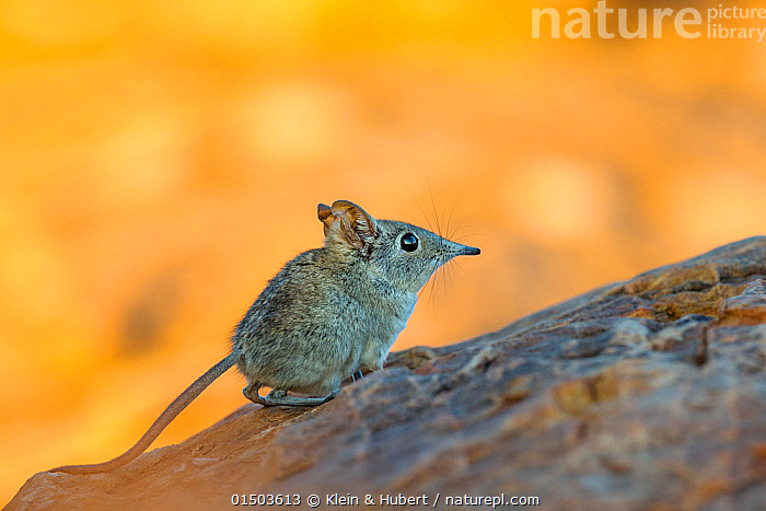 Stock photo of Eastern Rock elephant shrew (Elephantulus myurus ...
