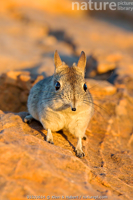 Stock photo of Eastern Rock elephant shrew (Elephantulus myurus ...