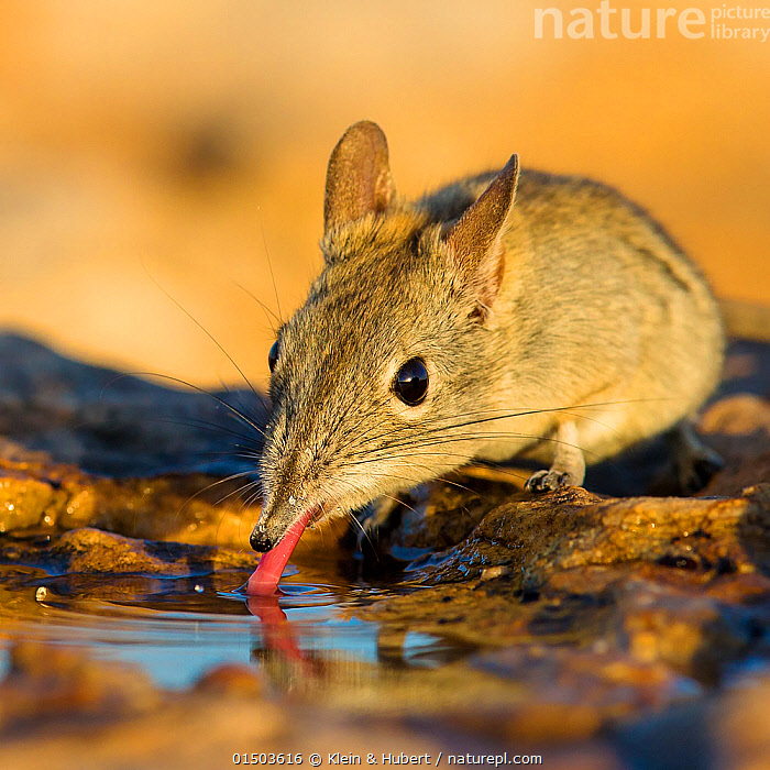 Stock photo of Eastern Rock elephant shrew (Elephantulus myurus ...