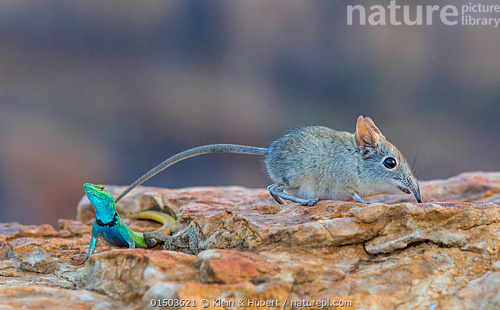 Stock photo of Eastern Rock elephant shrew (Elephantulus myurus) and ...