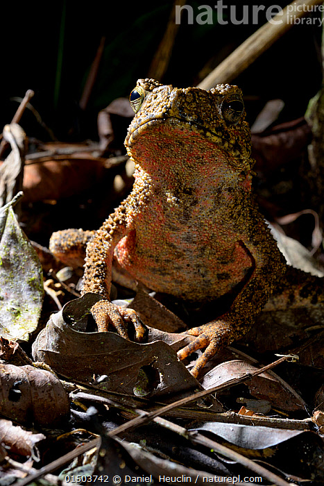 Stock photo of Asian giant toad / river toad (Phrynoidis asper) in cave ...