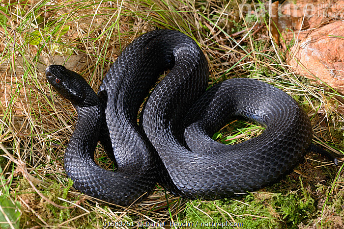 Stock photo of Forest-steppe adder (Vipera nikolskii). Captive, native ...