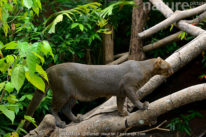 Stock photo of Jaguarundi (Puma yagouaroundi) grey phase on branch ...