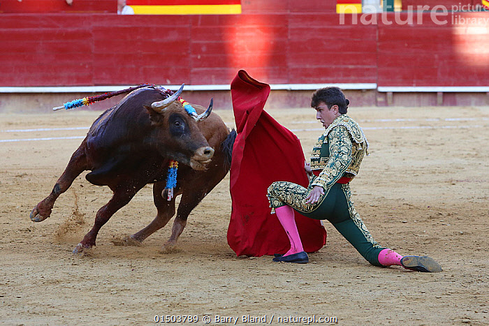 Stock photo of Matador waving red cape at bull during bullfight, bull ...