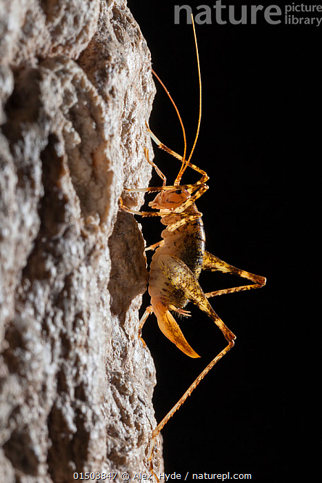 Stock photo of Cave Cricket female (Troglophilus cavicola) on the side ...