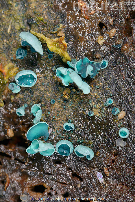 Stock photo of Green elfcup / green stain fungus (Chlorociboria ...