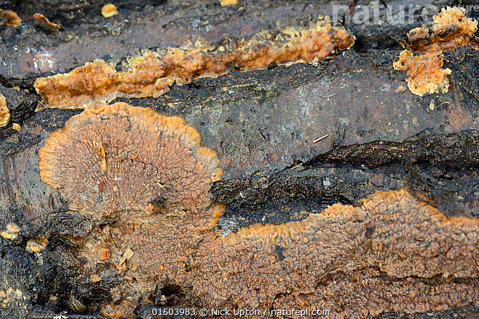 Stock photo of Wrinkled crust fungus (Phlebia radiata) on rotting log ...