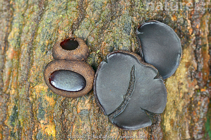 Stock photo of Black bulgar fungus (Bulgaria inquinans) growing on ...