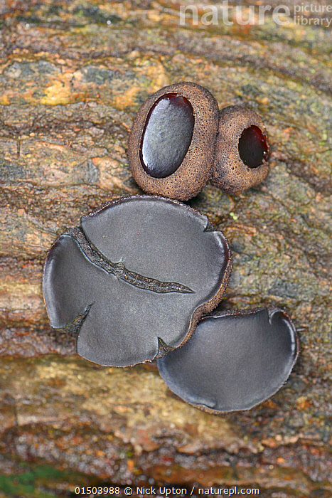 Stock photo of Black bulgar fungus (Bulgaria inquinans) growing on ...