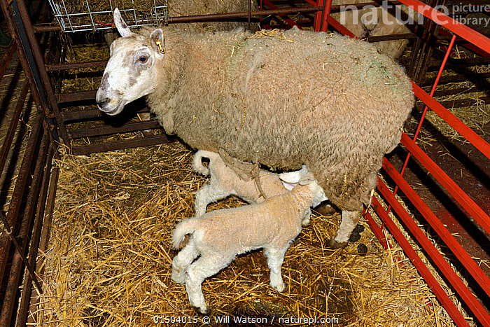 Stock photo of Welsh Mule ewe, crossbred sheep for prime meat ...