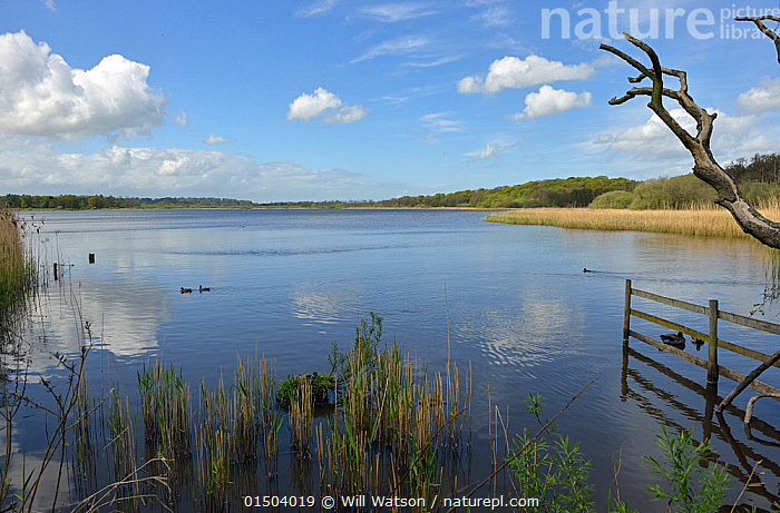 Stock photo of Aqualate Mere National Nature Reserve, the largest ...