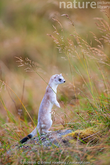 Stock photo of Stoat (Mustela erminea) standing on hind legs, Eggum ...