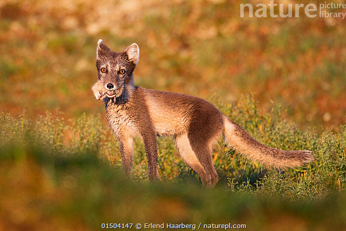 Stock photo of Arctic fox (Alopex lagopus) adult female with Norway ...