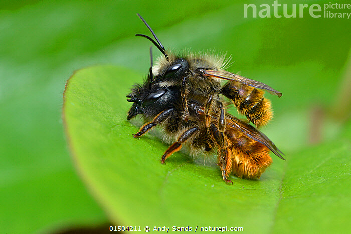 Osmia Bee