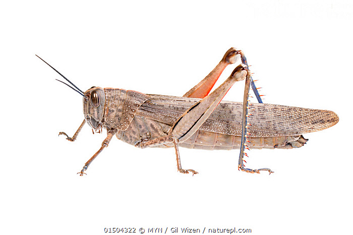 Stock photo of Egyptian locust (Anacridium aegyptium), Central Coastal ...