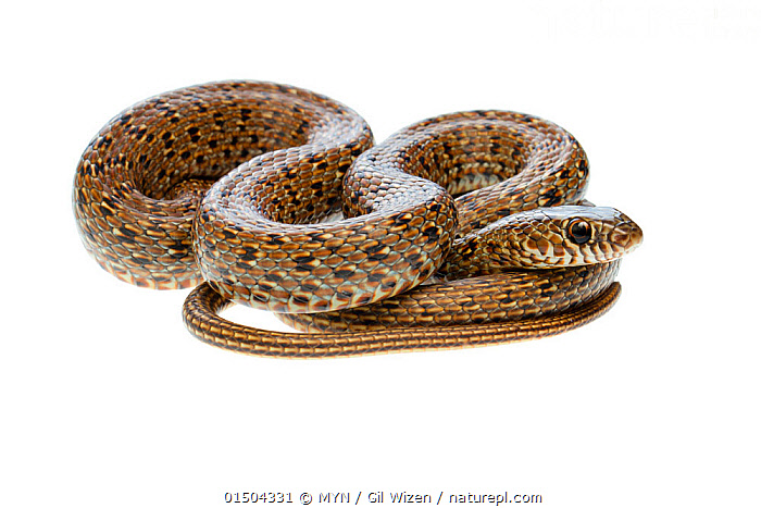 Stock photo of Caspian whipsnake (Coluber jugularis) juvenile, Central ...