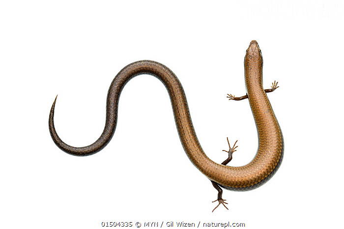 Stock photo of Ruppell's snake-eyed skink (Ablepharus rueppellii ...