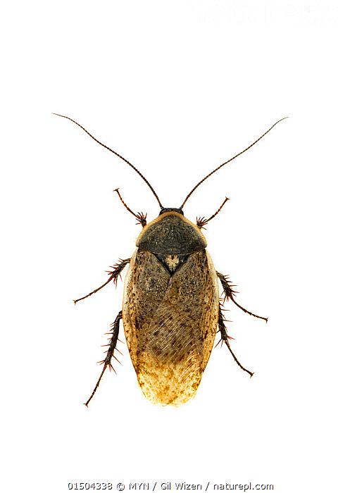 Stock photo of African sand cockroach (Hemelytroblatta africana) male ...