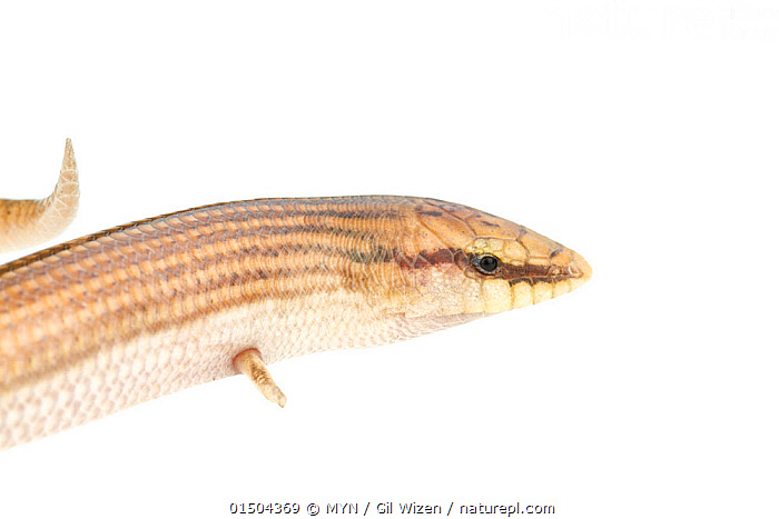 Stock photo of Wedge-snouted skink (Sphenops sepsoides), Central ...