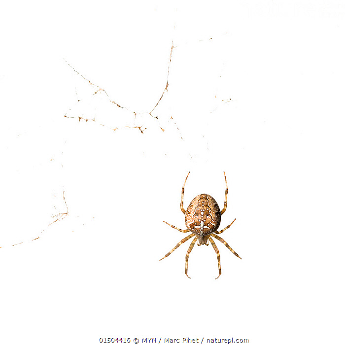Stock photo of Garden spider (Araneus diadematus), Maine-et-Loire ...