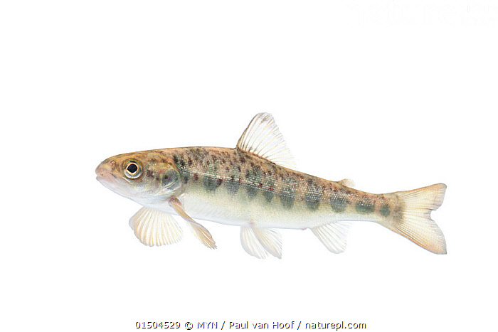 Stock photo of Atlantic salmon (Salmo salar) parr, The Netherlands ...