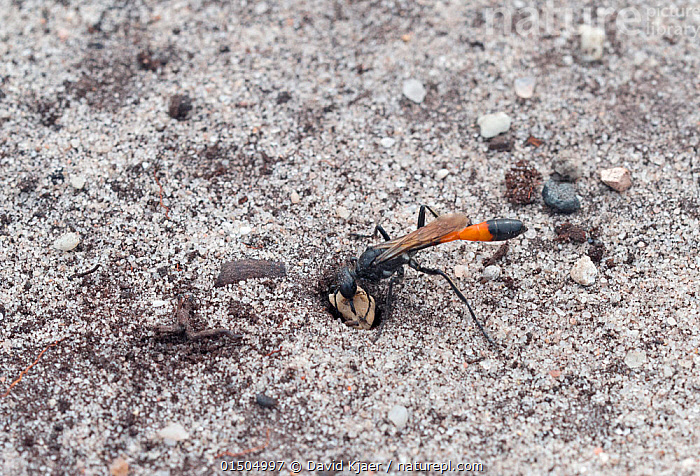Stock photo of Sand wasp (Ammophila sabulosa) at burrow entrance, Arne ...
