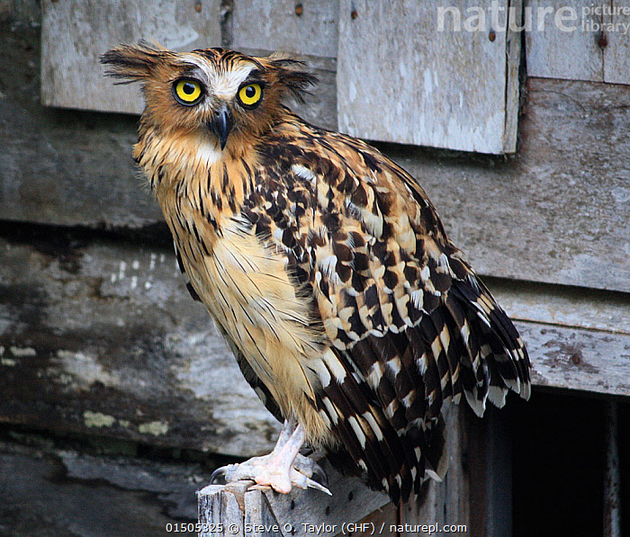 Stock photo of Buffy fish owl (Bubo ketupu),which raids fishing catch ...