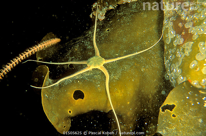 Stock photo of Brittle star (Ophionotus victoriae) on seaweed ...
