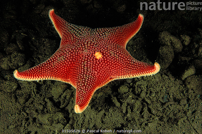 Stock photo of Red starfish (Odontaster validus) Antarctic peninsula ...