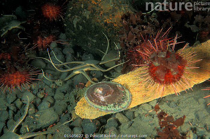 Stock photo of Brittle stars, sea urchins and a shell on the sea floor ...
