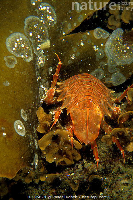 Stock photo of Giant isopod (Glyptonotus antarcticus) on algae ...