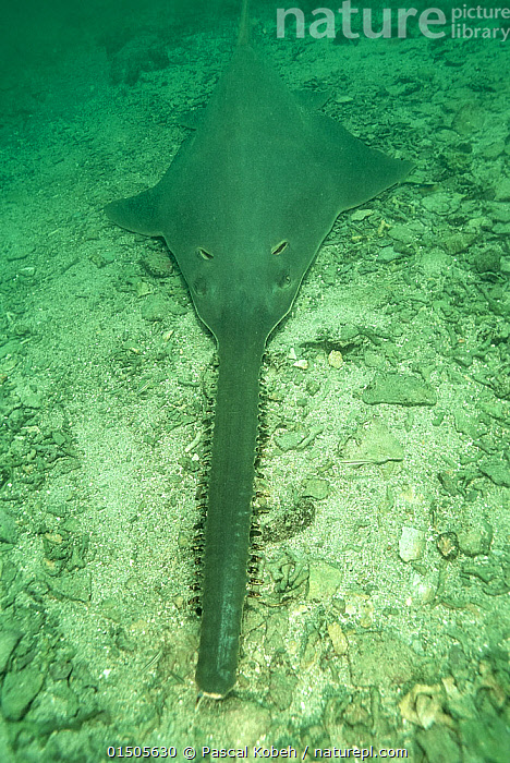 Stock photo of Smalltooth sawfish (Pristis pectinata) on sea floor ...
