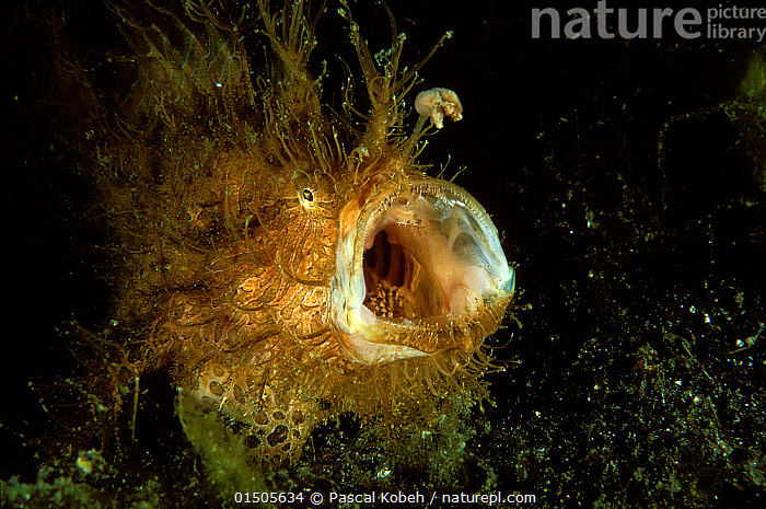 Stock photo of Striated frogfish or anglerfish (Antennarius striatus ...