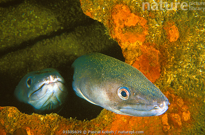 Stock photo of Two conger eels (Conger conger) hiding in a hole of a ...