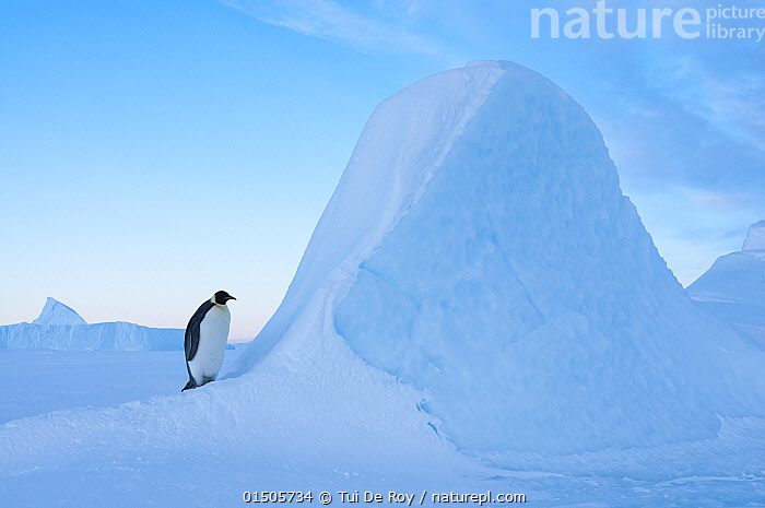 Stock photo of Emperor penguin (Aptenodytes forsteri), Amanda Bay ...