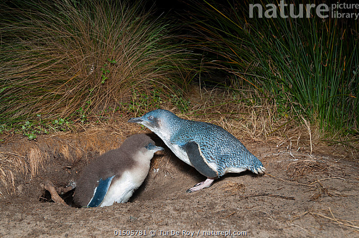 Little Blue Fairy Penguin