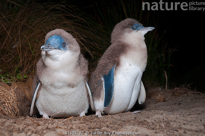 Stock photo of Little blue / fairy penguin (Eudyptula minor) chicks at ...