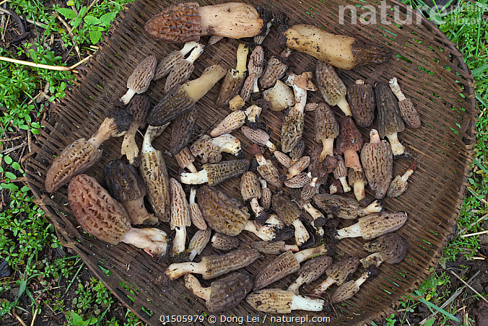 Stock photo of Morel mushrooms (Morchella sp.) harvested in basket ...