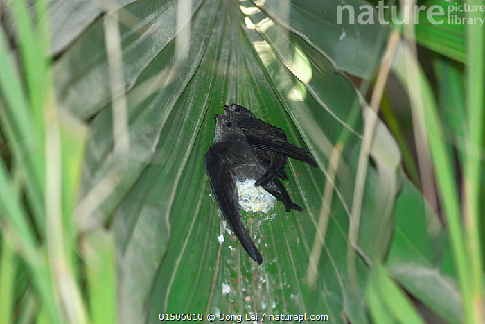 Stock photo of Asian palm swift (Cypsiurus balasiensis infumatus ...