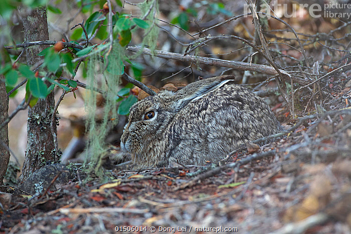 Stock photo of Woolly hare (Lepus oiostolus) hunched up low to the ...