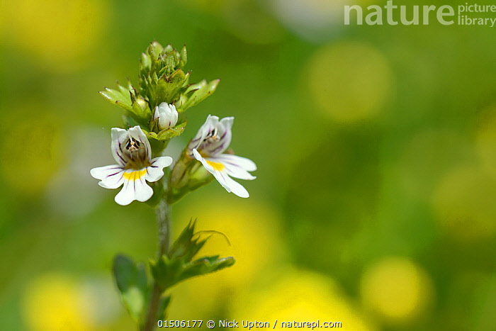 Stock photo of Eyebright (Euphrasia sp.) flowers among a carpet of ...