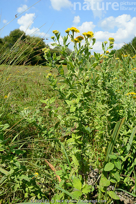Common Fleabane