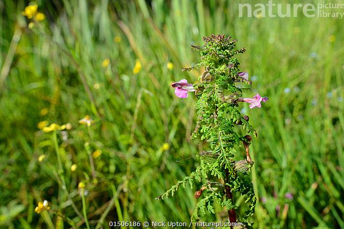 Stock photo of Marsh lousewort / Red Rattle (Pedicularis palustris ...