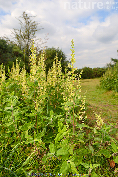 Stock photo of Wood sage / Woodland germander (Teucrium scorodonia ...
