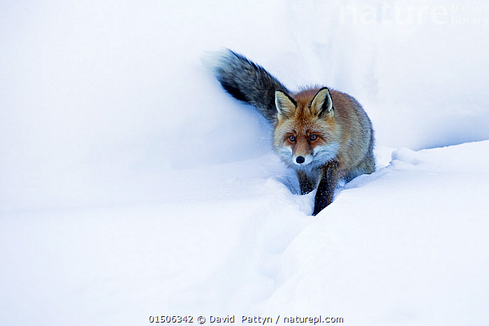 Stock photo of European red fox (Vulpes vulpes crucigera) in deep snow ...